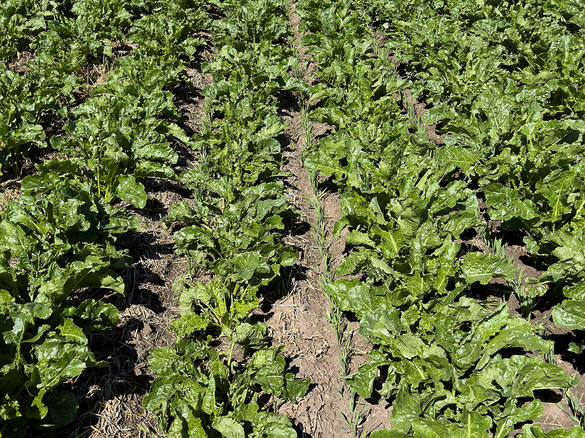 Searching for cover - practices to save your soils